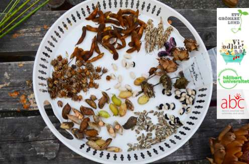 Welcome to Seed Safari & Seed Exchange – ABC Sweden